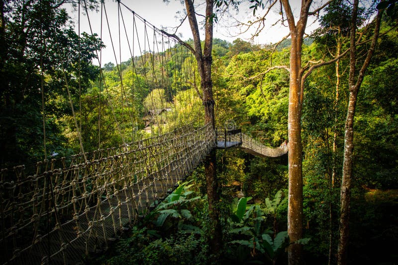 Rope bridge stock photo. Image of waterfall, bamboo - 269078164