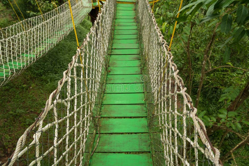 Rope Bridge on High Forest Tree , Small Trail Path Stock Image - Image ...