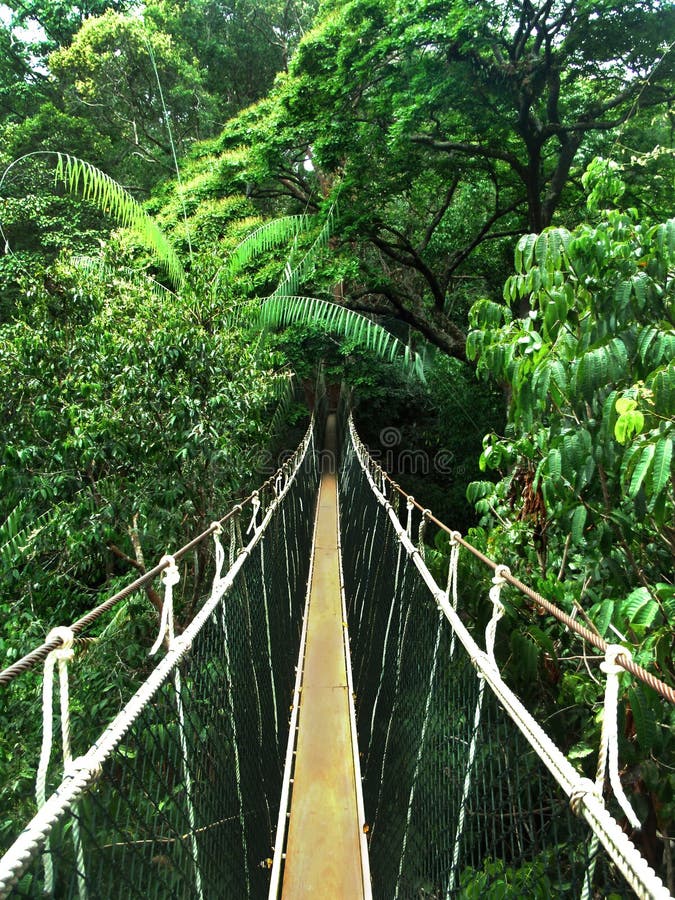 Rope bridge in the jungle stock photo. Image of courage - 30640658