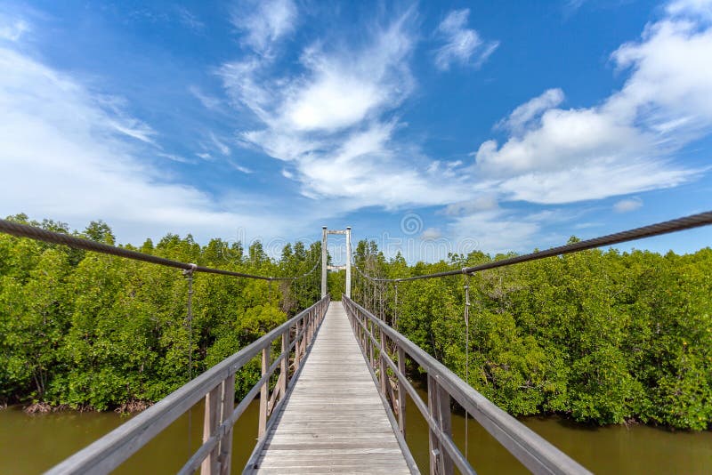 Rope Bridge for Walk through Mangrove Forest Stock Image - Image of ...