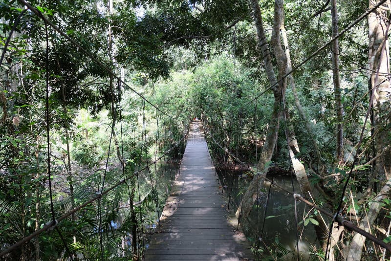 Rope Bridger in the Middle of Tropical Forest Stock Image - Image of ...
