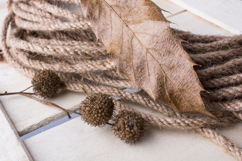 Rope and Brown Pod Capsule on a Dry Leaf As an Autumn Background Stock ...