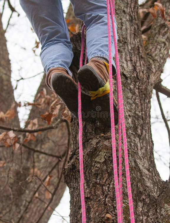 Rope Climbing in a Tree stock photo. Image of climber - 63118174