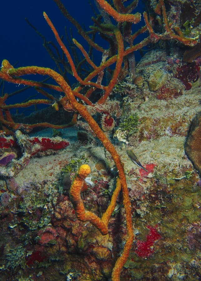 1,538 Rope Coral Photos - Free & Royalty-Free Stock Photos from Dreamstime