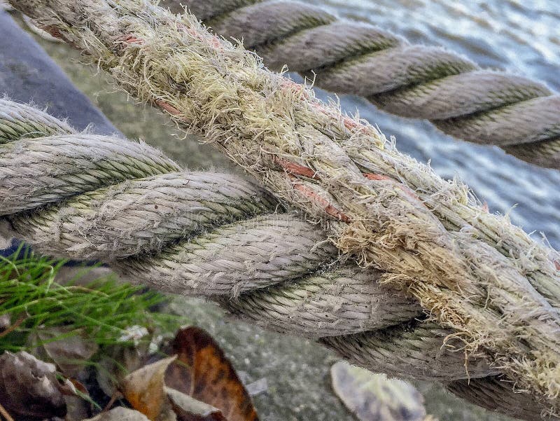 Rope, Grass, Grass Family, Plant Stock Photo - Image of plant, grass ...