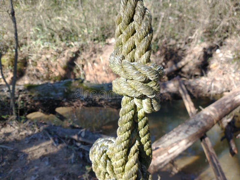 Rope knots in the wild stock image. Image of wood, nature - 265638583