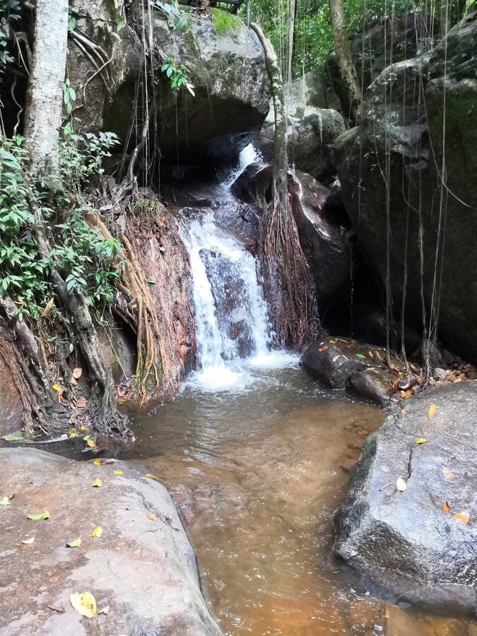 Small Waterfall and Rock and Long Rooted Trees in the Forest Stock ...