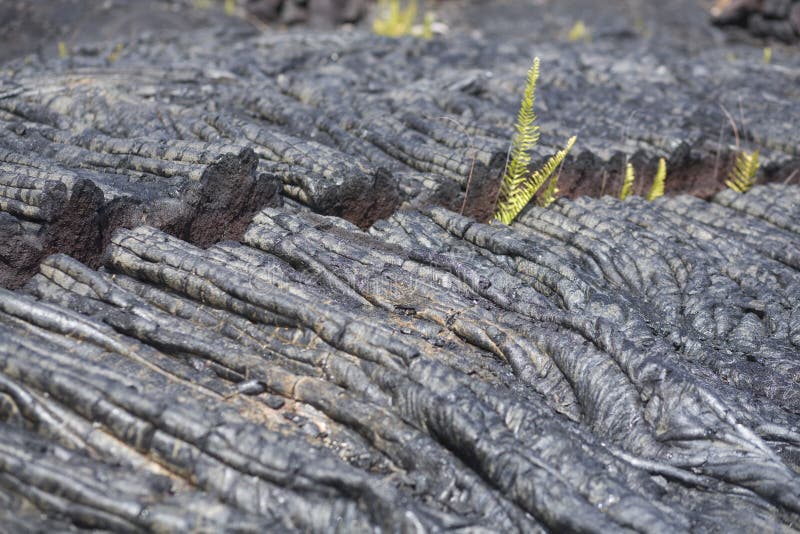 Rope Lava with Crack stock image. Image of growth, pahoehoe - 6958685