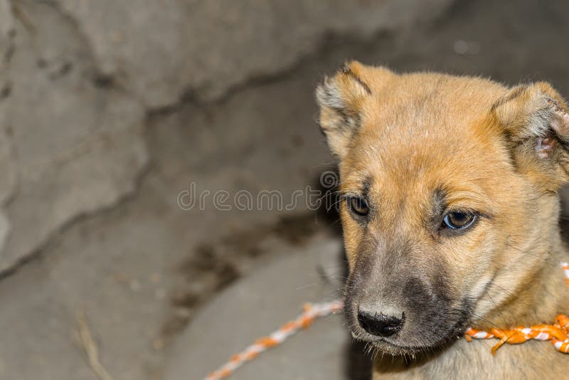 A Rope in the Neck of an Innocent Little Puppy Stock Photo - Image of ...
