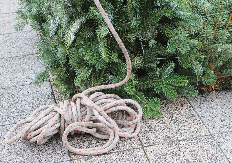 Rope Next To a Pine Tree Outdoor Stock Photo - Image of stone, green ...