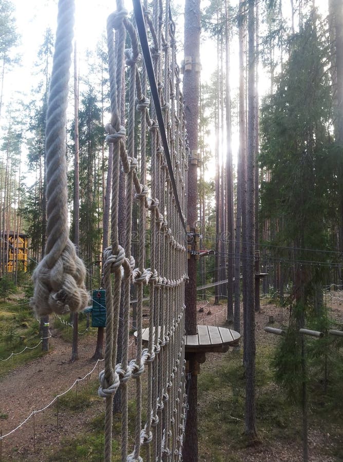 Rope Park in a Pine Forest. Rope Track for Passage at Height Stock ...