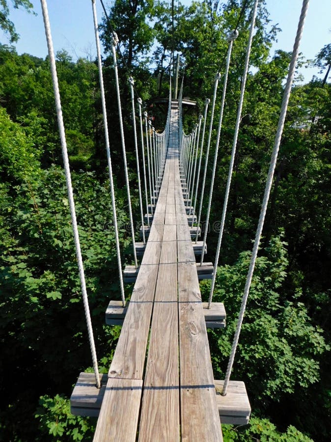 Rope Bridge On High Forest Tree Stock Photo - Image of cable, asia ...