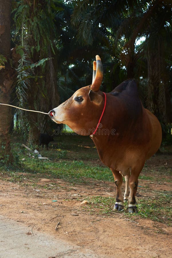 Cow Rope Stock Photos - Download 2,697 Royalty Free Photos