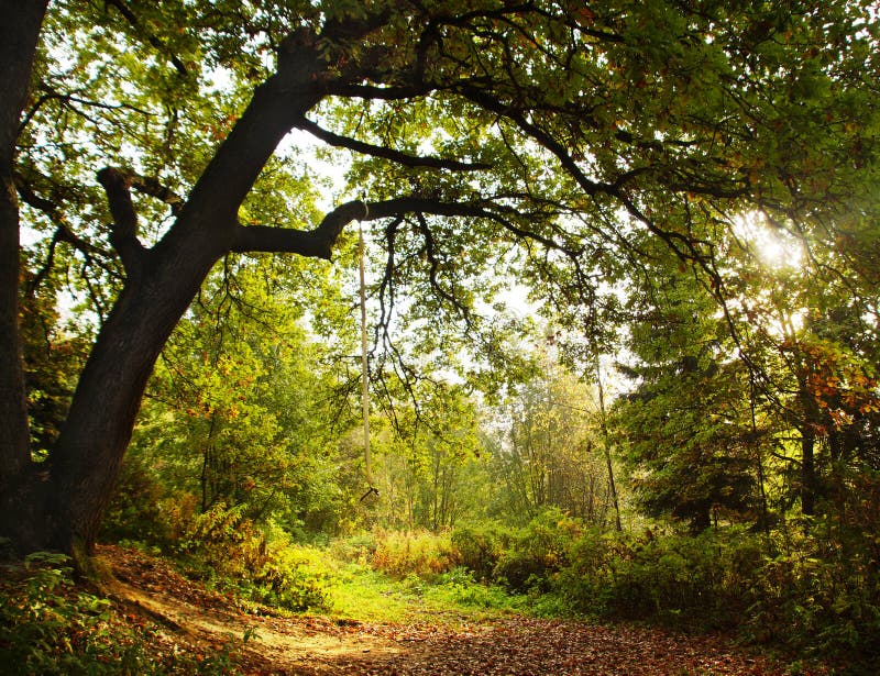 A Rope for Riding is Tied To a Branch of a Large Oak Tree Stock Image ...
