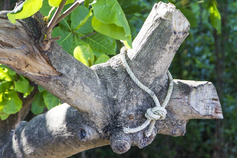 Rope Secure Tied Around Tree Trunk Outdoors Stock Photo - Image of ...