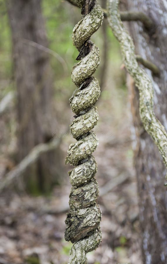 829 Vine Rope Stock Photos - Free & Royalty-Free Stock Photos from ...
