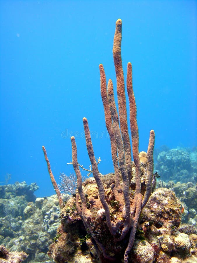 Rope Sponge and Colorful Tropical Fish Stock Image - Image of sponge ...