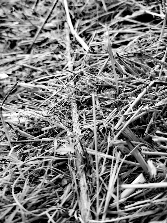 Rope and straw stock photo. Image of white, straw, black - 159551802
