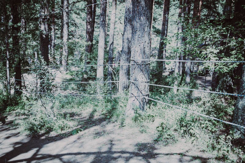 A Rope Stretched on Trees To Protect from a Cliff for the Safety of ...