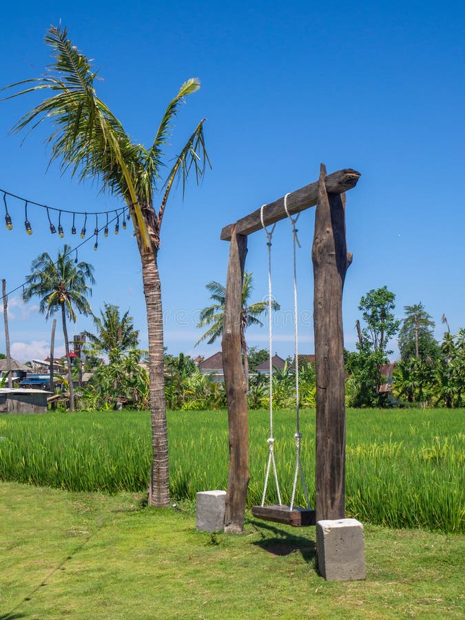 Rope Swing in a Green Rice Field Stock Image - Image of natural, green ...