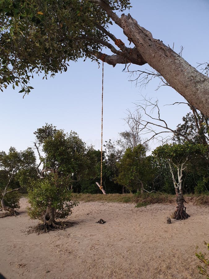 Rope Swing Hanging Out of Beach Tree Stock Photo - Image of hanging ...