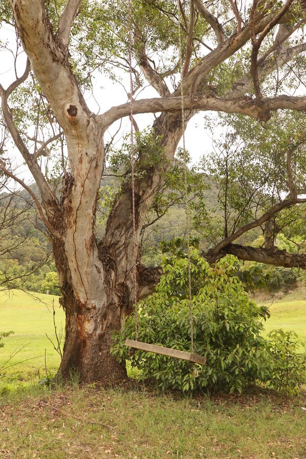 Rope Swing on a Tree stock image. Image of country, australian - 199636337