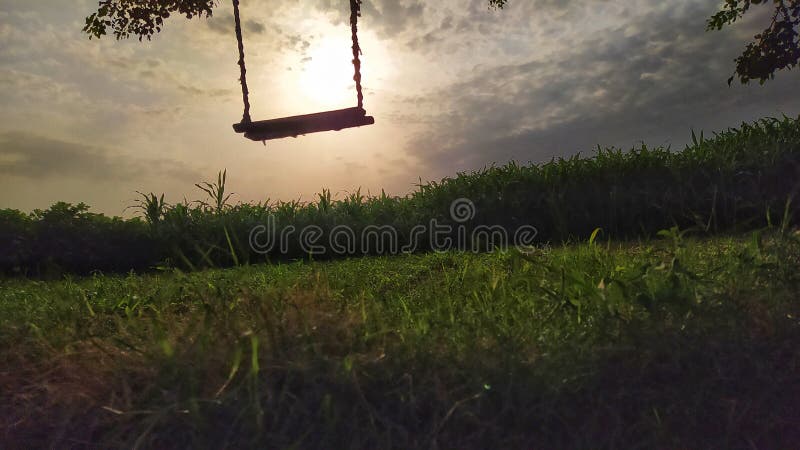 Rope Swing , Tree , Farm , Field, Sunrise, Cloud, India Stock Image ...