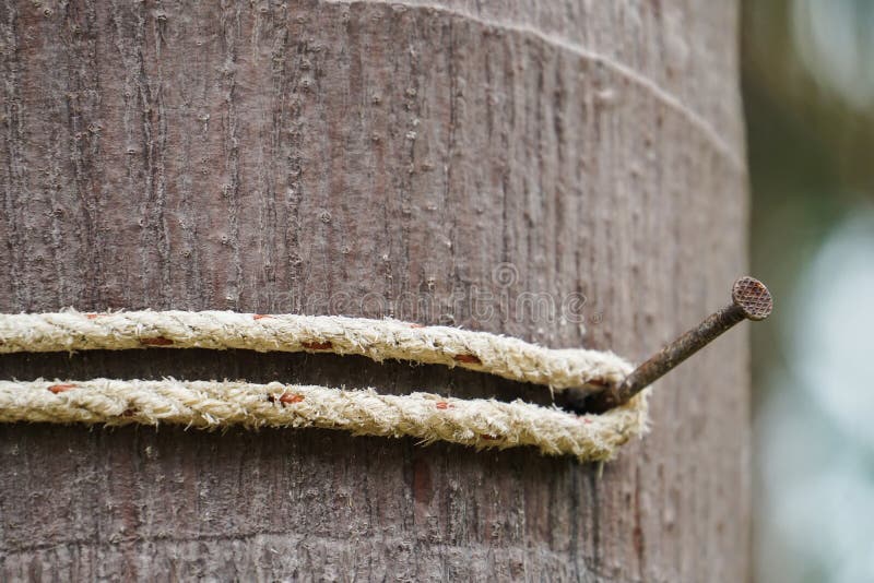 Rope tie to the tree trunk stock photo. Image of strong - 120495304