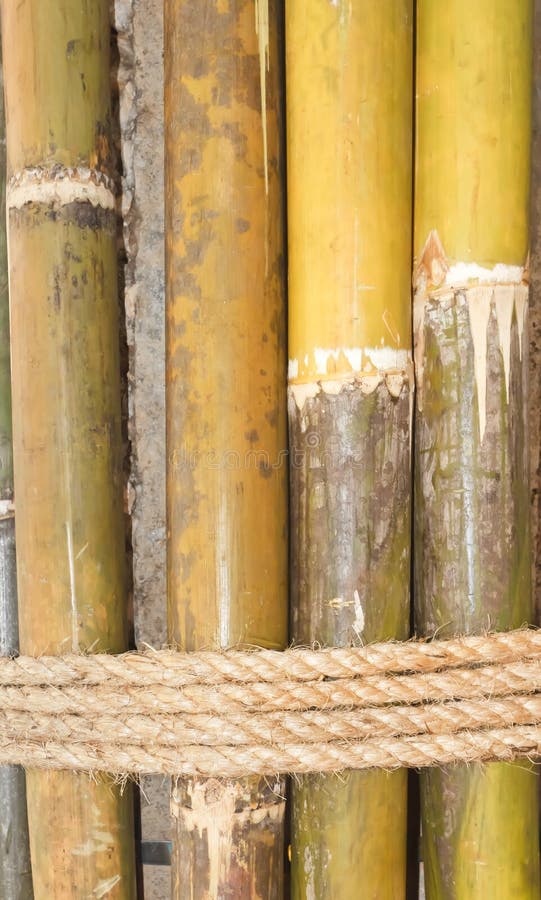 Rope tied bamboo stock photo. Image of fiber, dock, cord - 229185778