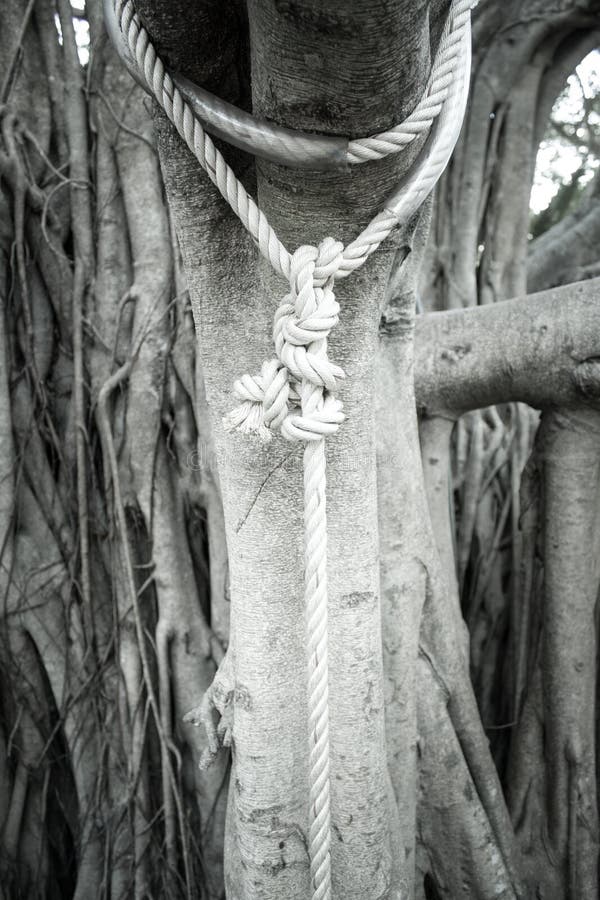 Rope tied to a big tree stock image. Image of trunk, connection - 40142533