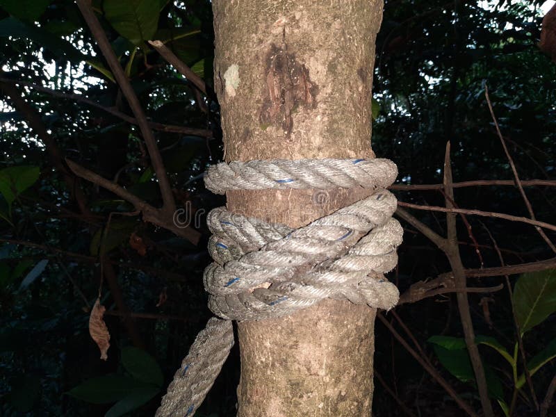 Rope Tied To an Old Tree in the Forest Stock Image - Image of iron ...