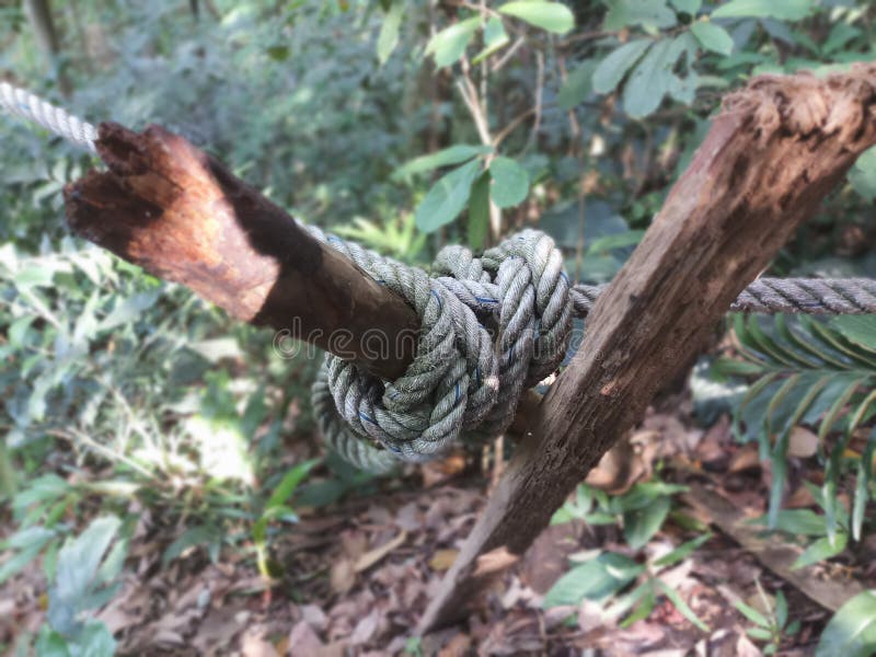 Rope tied to a tree stock image. Image of strength, tied - 40843147