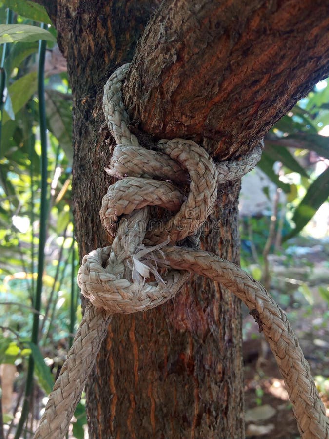 3,358 Rope Tied Tree Stock Photos - Free & Royalty-Free Stock Photos ...