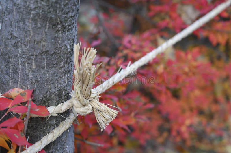 678 Rope Tied To Tree Stock Photos - Free & Royalty-Free Stock Photos ...