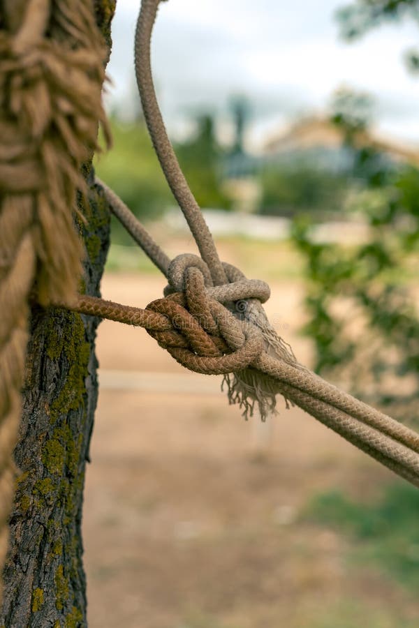 Rope Tied Around Tree Branch Stock Photos - Free & Royalty-Free Stock ...