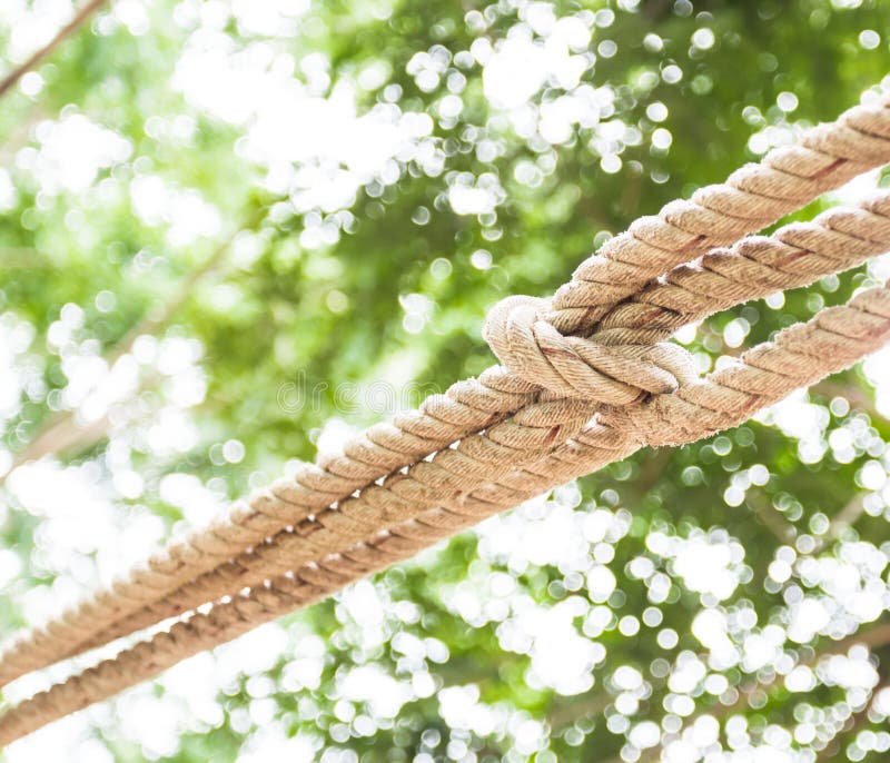 The rope tied to a tree stock image. Image of cordage - 43909143