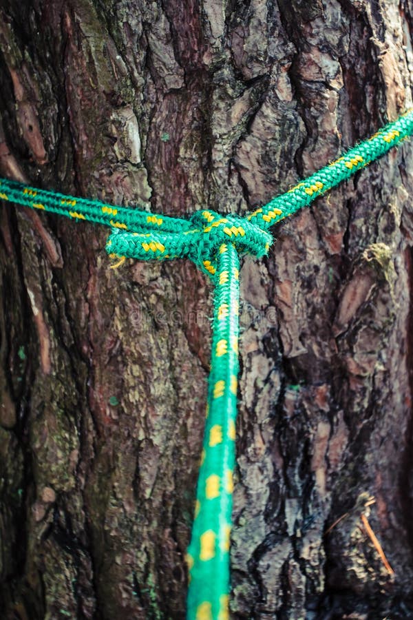 Green Rope Tied On Tree Picture. Image: 109914011