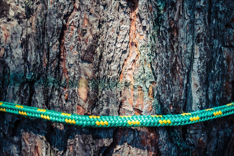 Rope tied on tree stock image. Image of space, rope, green - 44909185