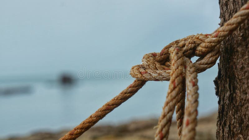 Rope Tied Up With A Knot On A Tree Stock Image - Image of save, bend ...