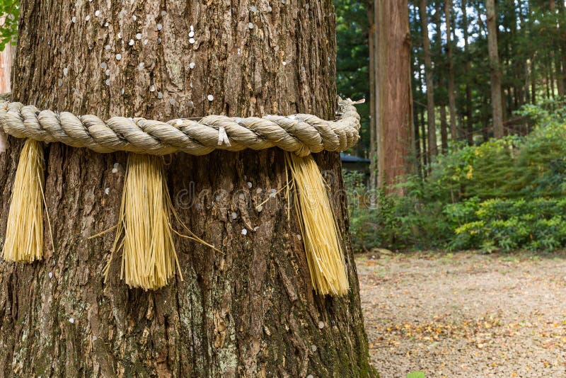 Rope on Tree Bark in Japanese Temple Stock Photo - Image of bark, rope ...