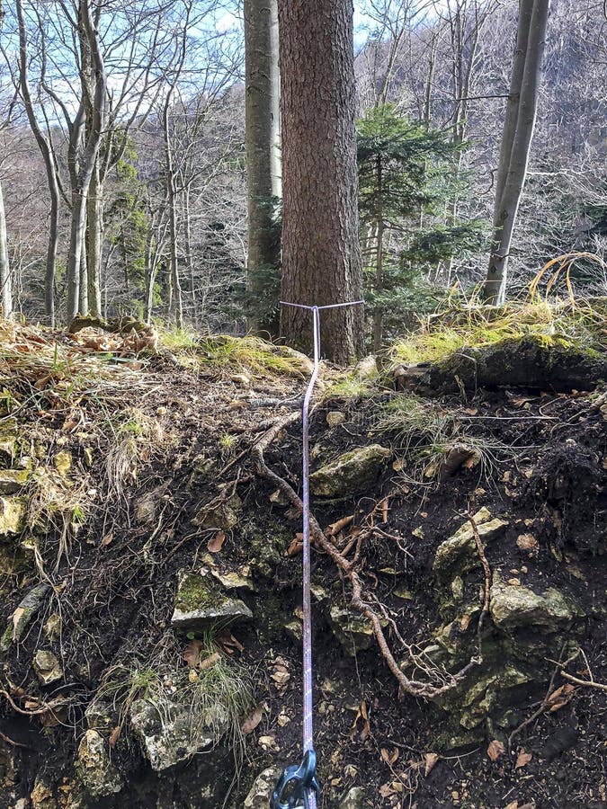 A Rope on a Tree for Climbing Stock Photo - Image of leaves, plant ...