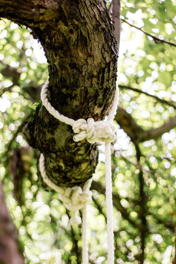 Rope on tree stock image. Image of swing, green, vertical - 96698115