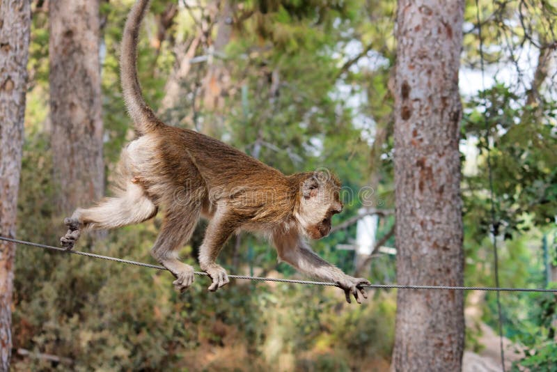 Rope-walking monkey stock image. Image of guenon, primate - 11987031