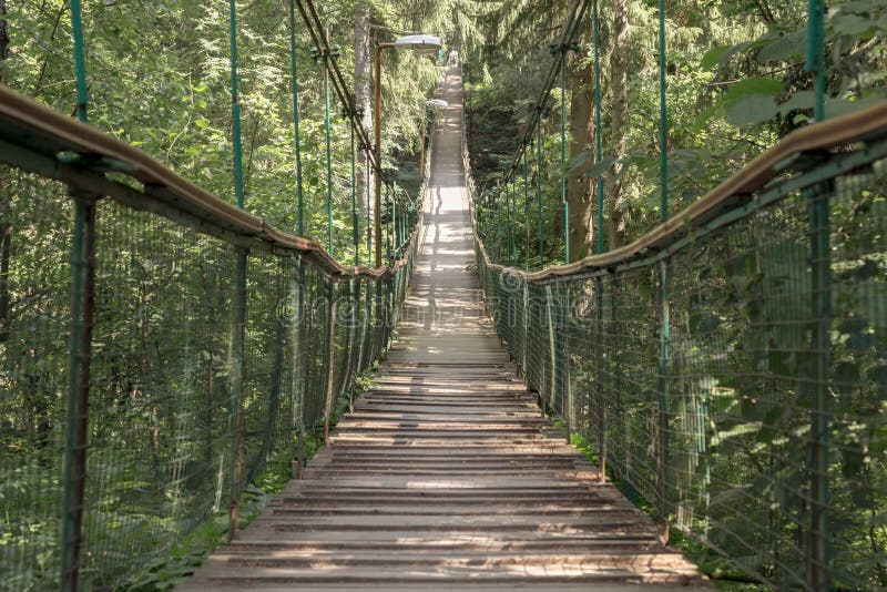Rope Walkway through the Treetops Stock Photo - Image of exploration ...