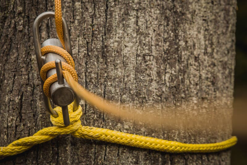 Arborist Or Lumberjack Climbing Up On A Large Tree Using Different ...