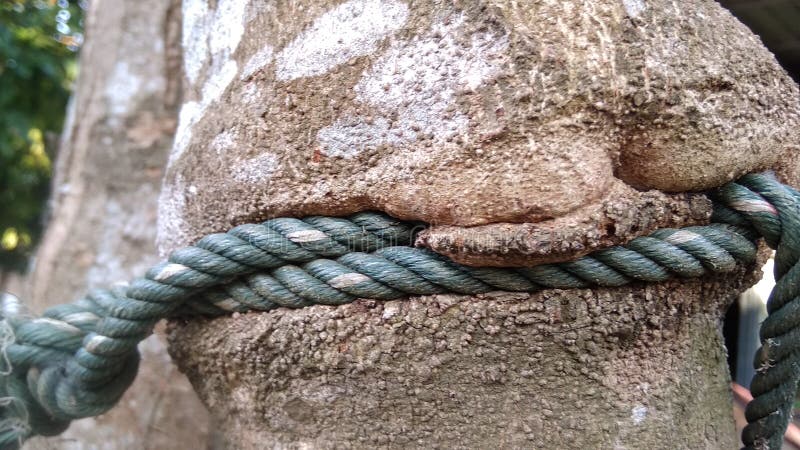 The Rope Wrapped Around the Tree Stock Image - Image of tree, wrapped ...