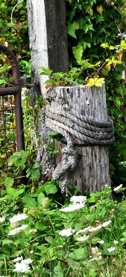 Rope Wrapped Around Weathered Trunk Stock Photos - Free & Royalty-Free ...