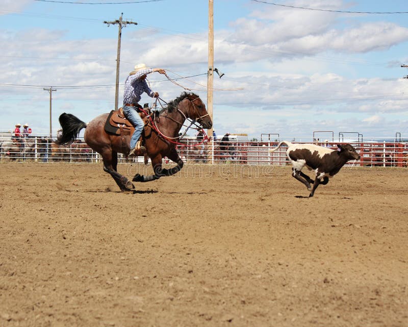 Cowboy Roping Calf editorial stock image. Image of cowboy - 14373324