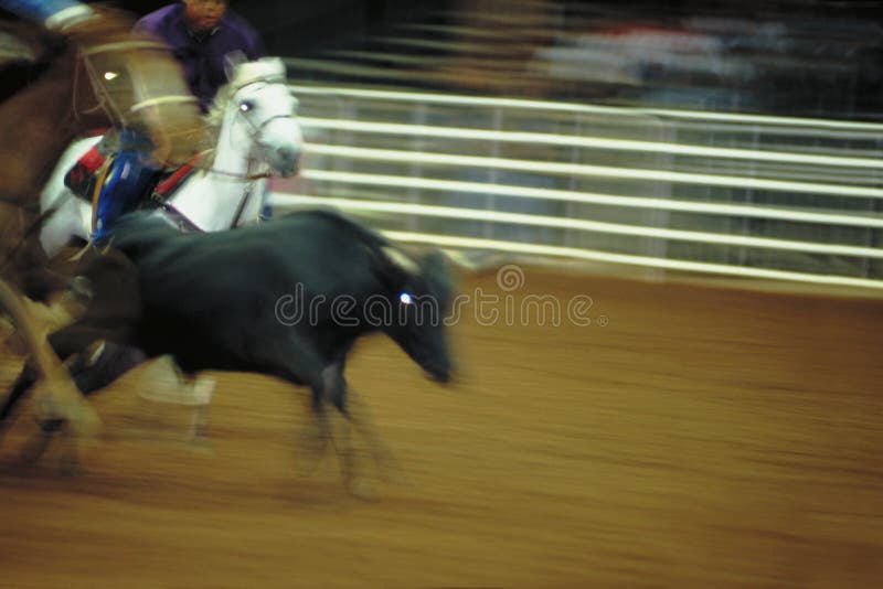 Roping do touro do rodeio imagem de stock. Imagem de touro - 6426471