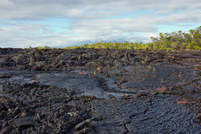 Ropy Pahoehoe Lava Field with Shield Volcano on Fernandina Stock Photo ...